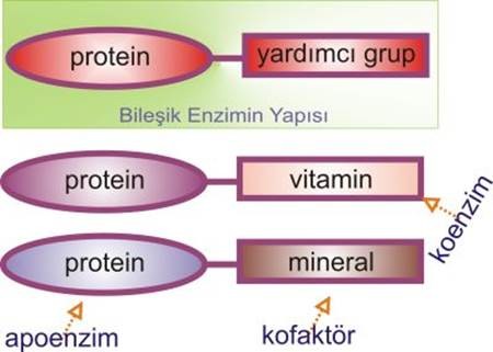 Enzimlerin Görevleri, Çeşitleri ve Özellikleri - ForumDenizi.Com